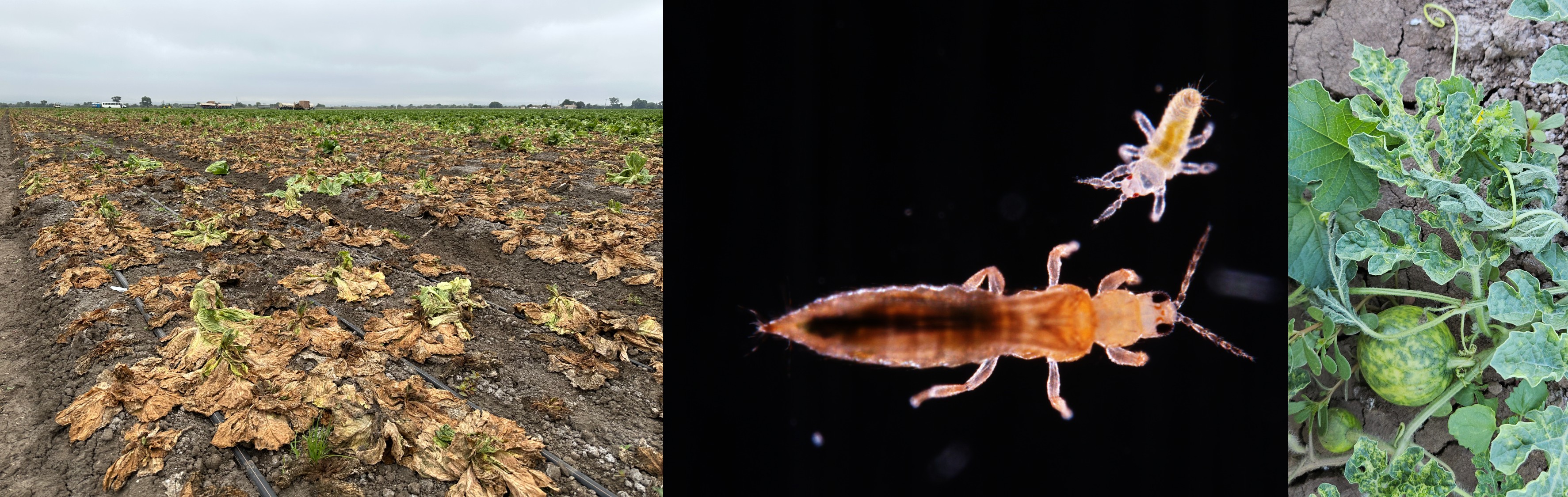 USDA-ARS National Program 303: Plant Diseases (NP 303)